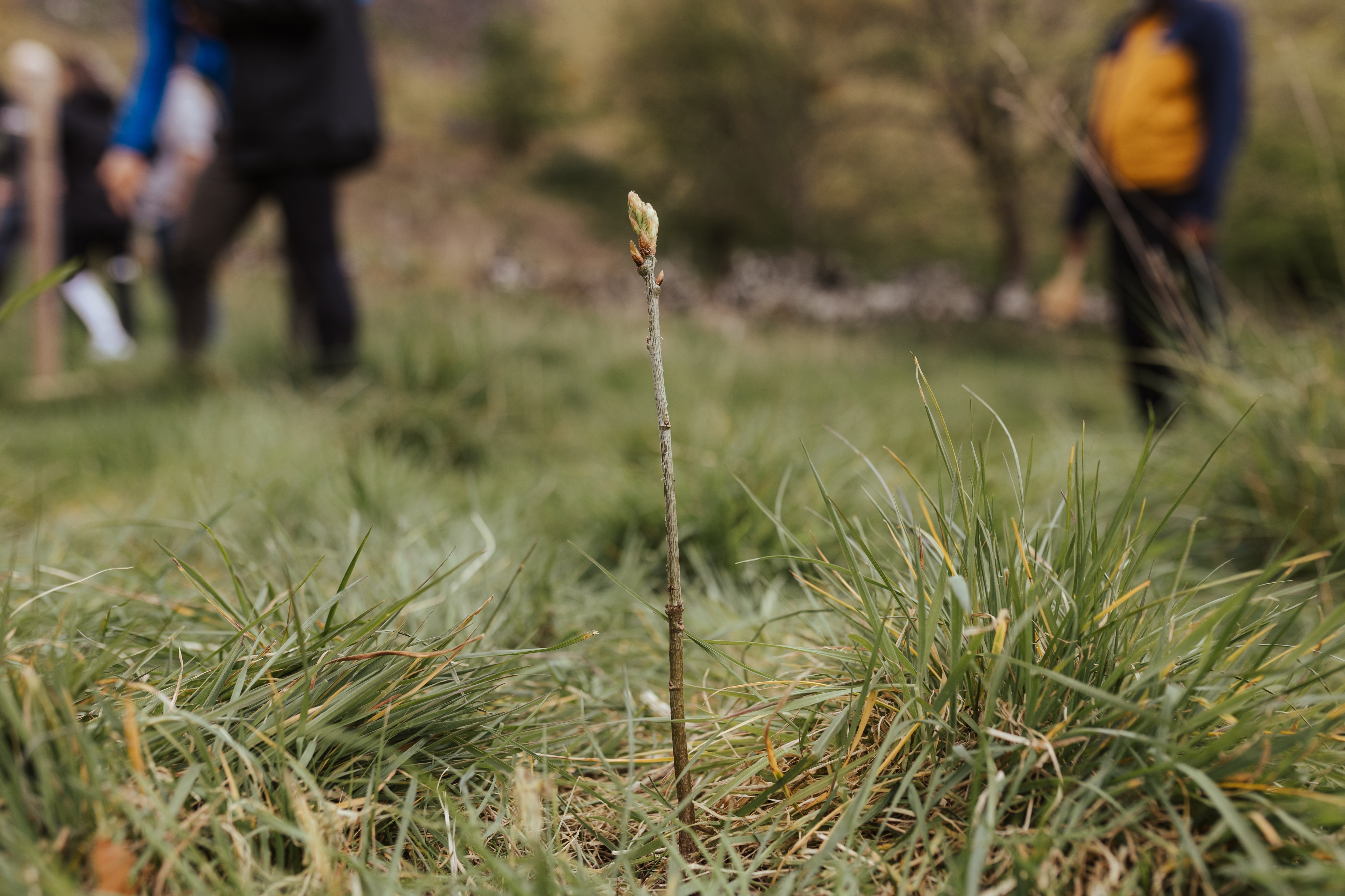 Why We’re Moving Beyond ‘A Photo of Every Sapling’ – The Future Forest ...