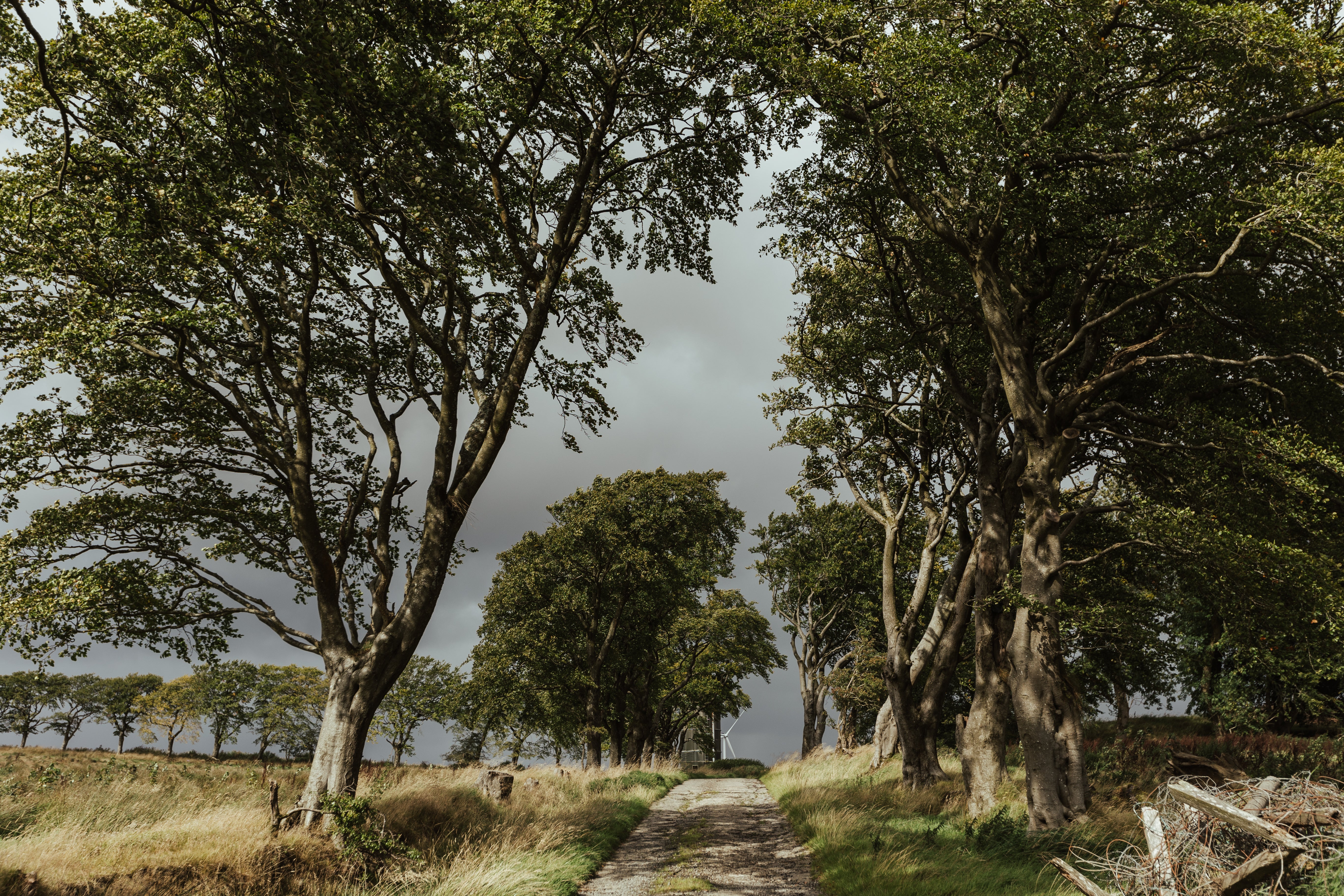 Leadloch – The Future Forest Company