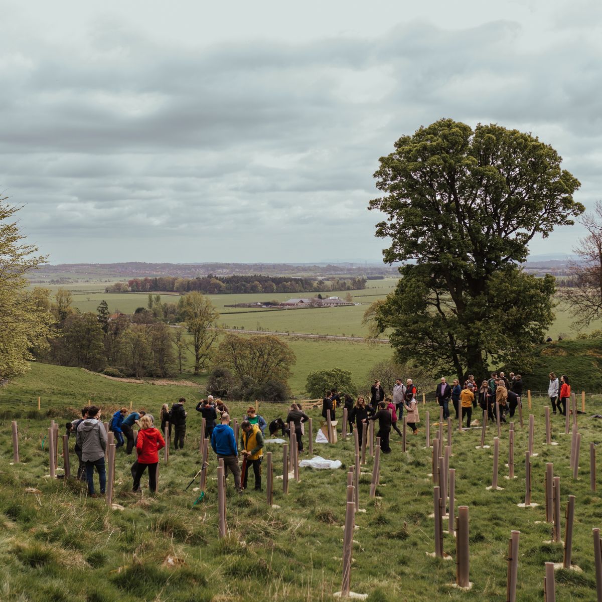 Corporate Tree Planting – The Future Forest Company