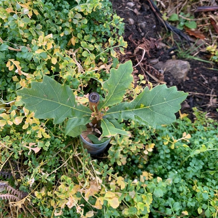 Help Grow A Forest – The Future Forest Company