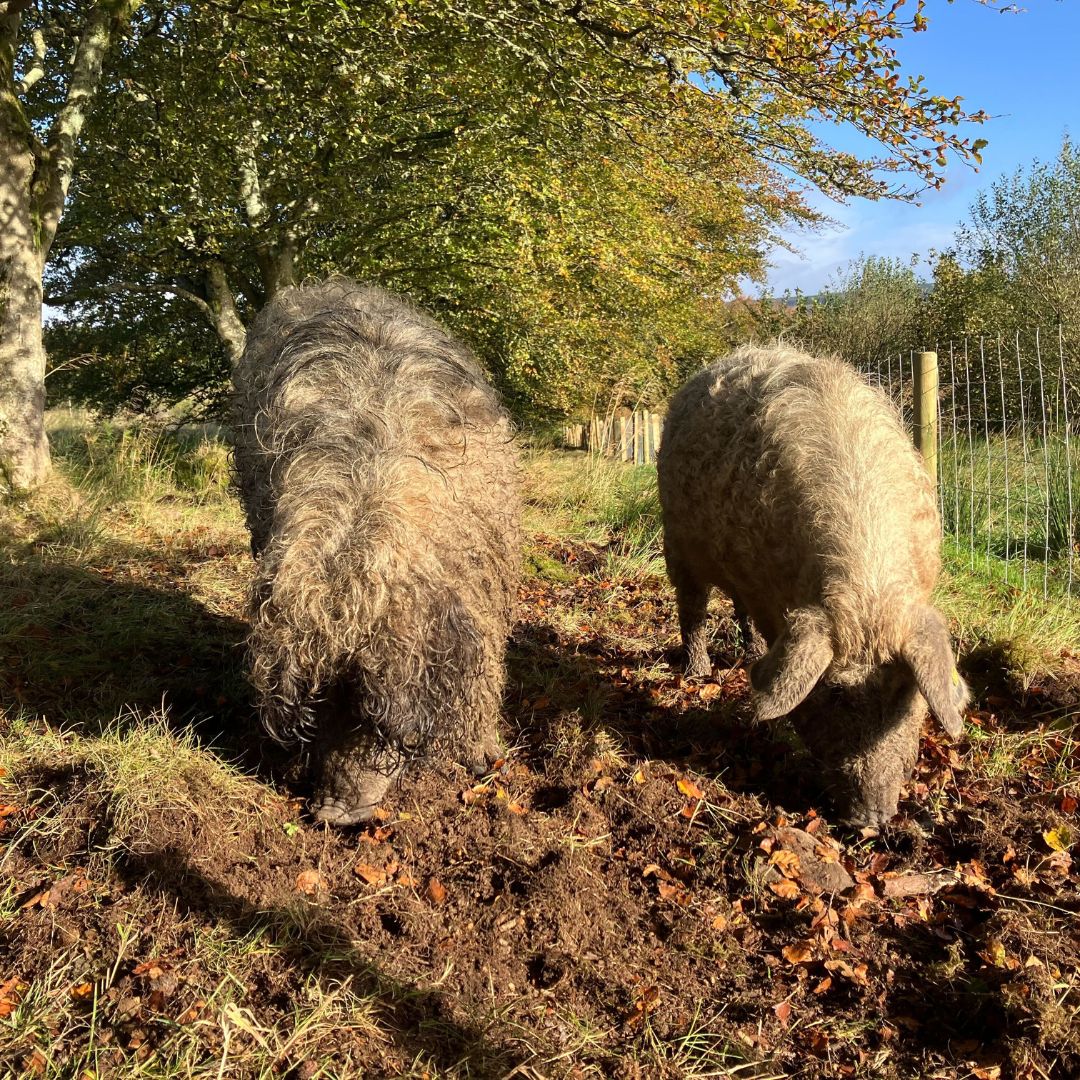 Brodoclea Woodland Farm – The Future Forest Company