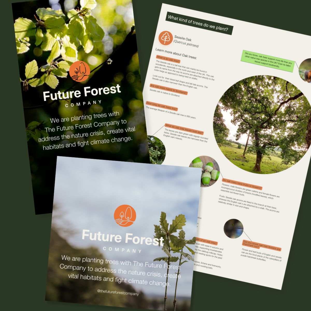Corporate Tree Planting – The Future Forest Company