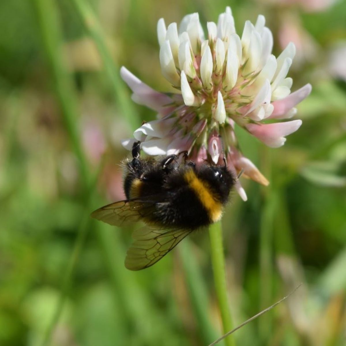 Restore Wildflower Meadows – The Future Forest Company